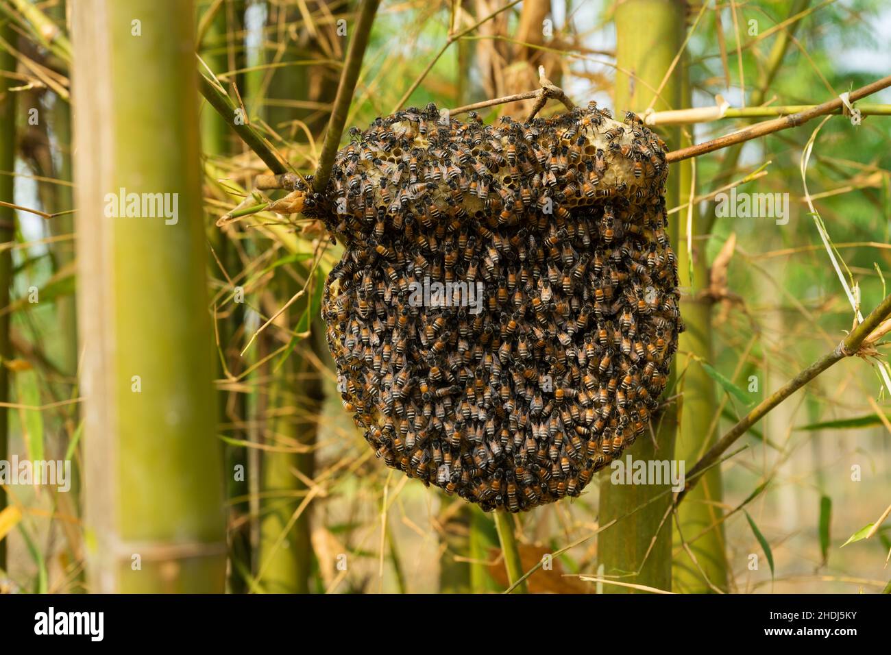 bee colony, swarm, Bee nest, bee colonies, beehive, swarm of bees ...