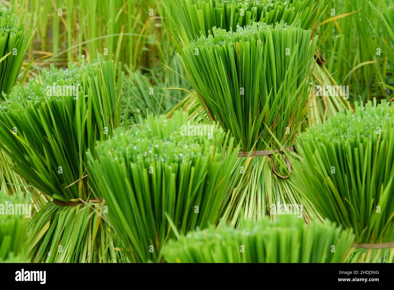 crop, rice plant, crops, plant, rice plants Stock Photo - Alamy
