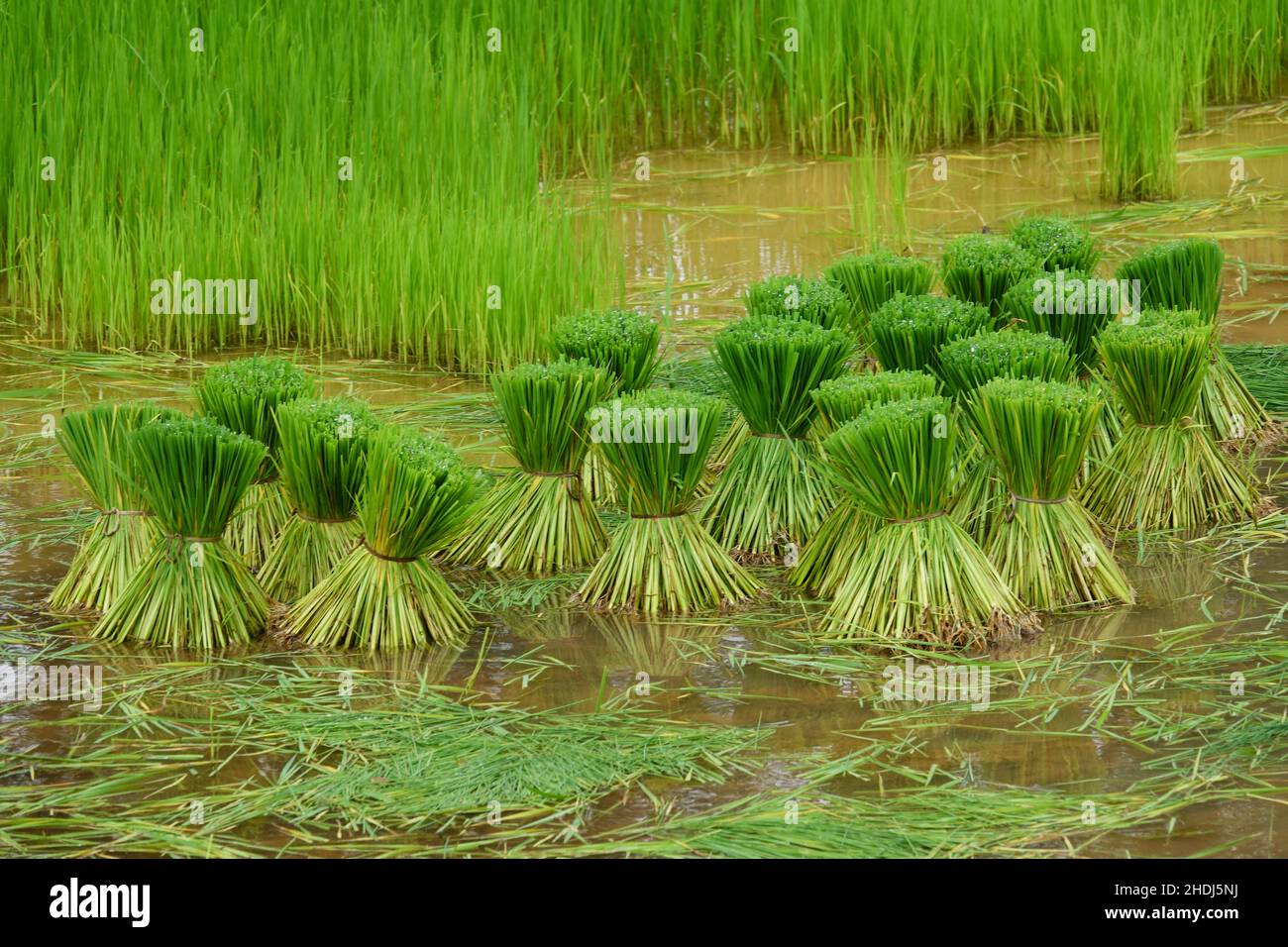 bundles, rice plant, bundle, rice plants Stock Photo - Alamy