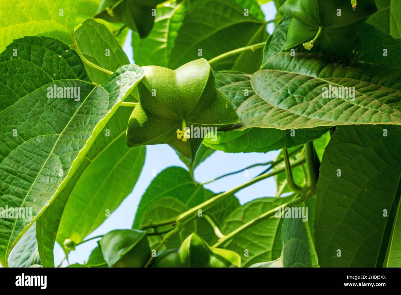 Inchi nuts hi-res stock photography and images - Alamy