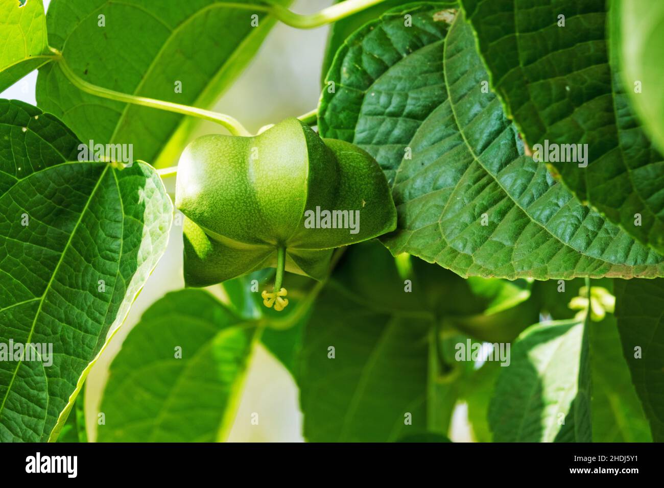 Inchi nuts hi-res stock photography and images - Alamy