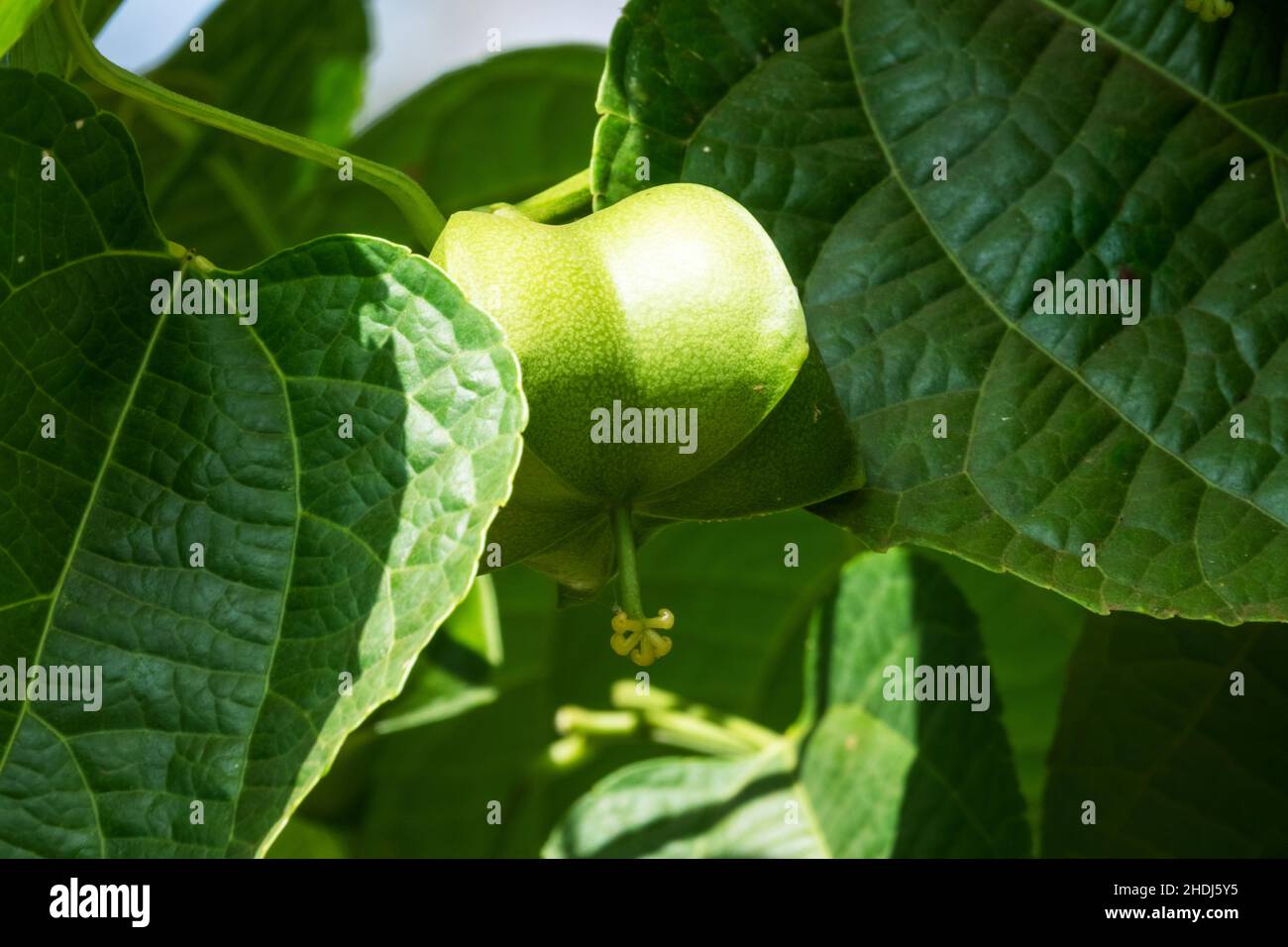 Inchi nuts hi-res stock photography and images - Alamy