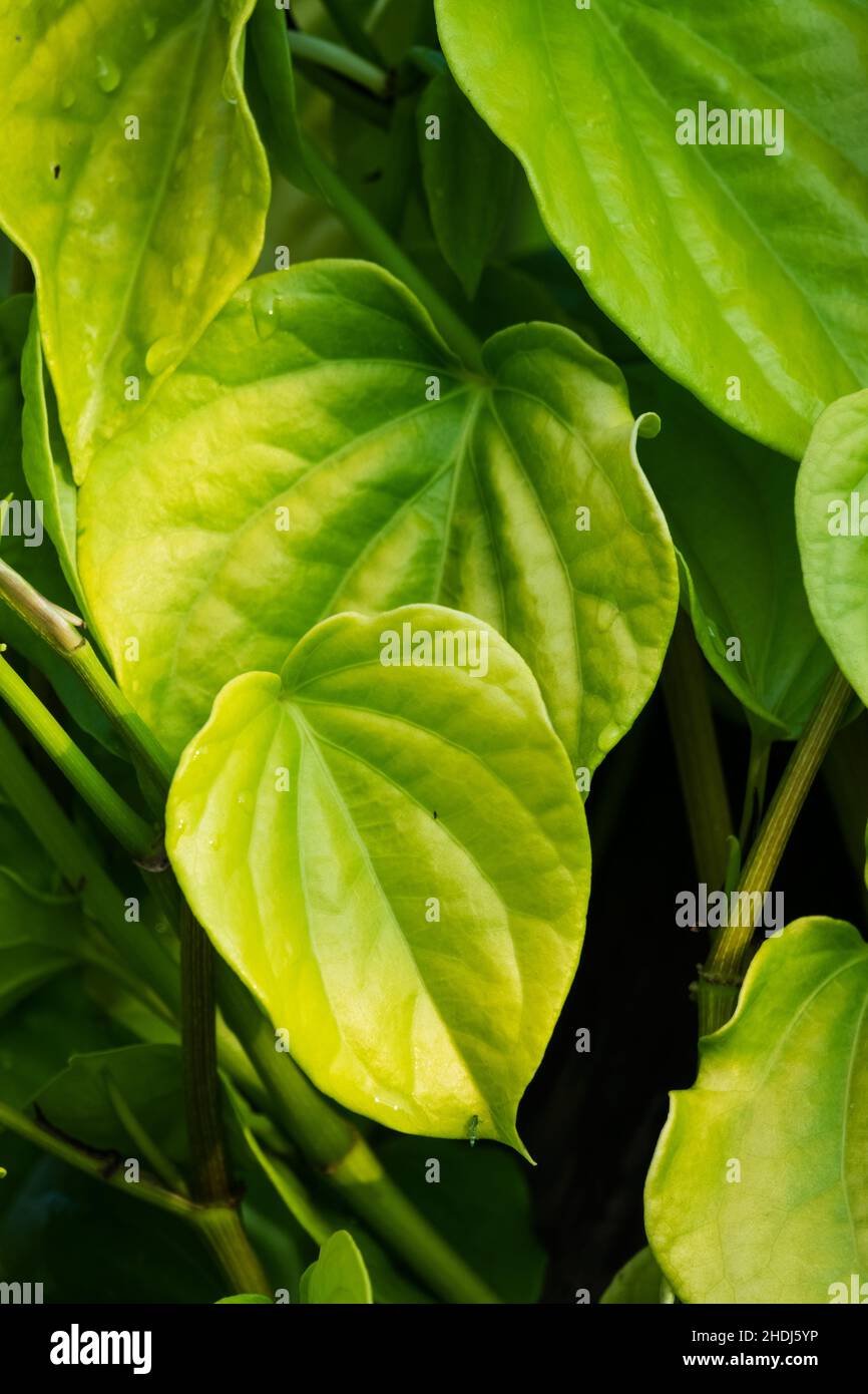 Betels hi-res stock photography and images - Alamy