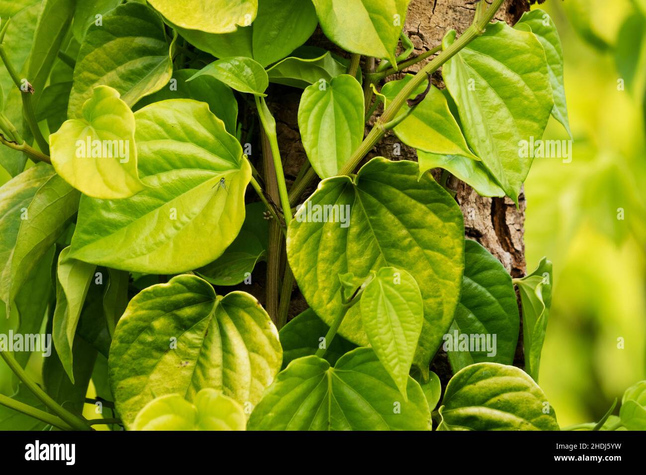 Betels hi-res stock photography and images - Alamy