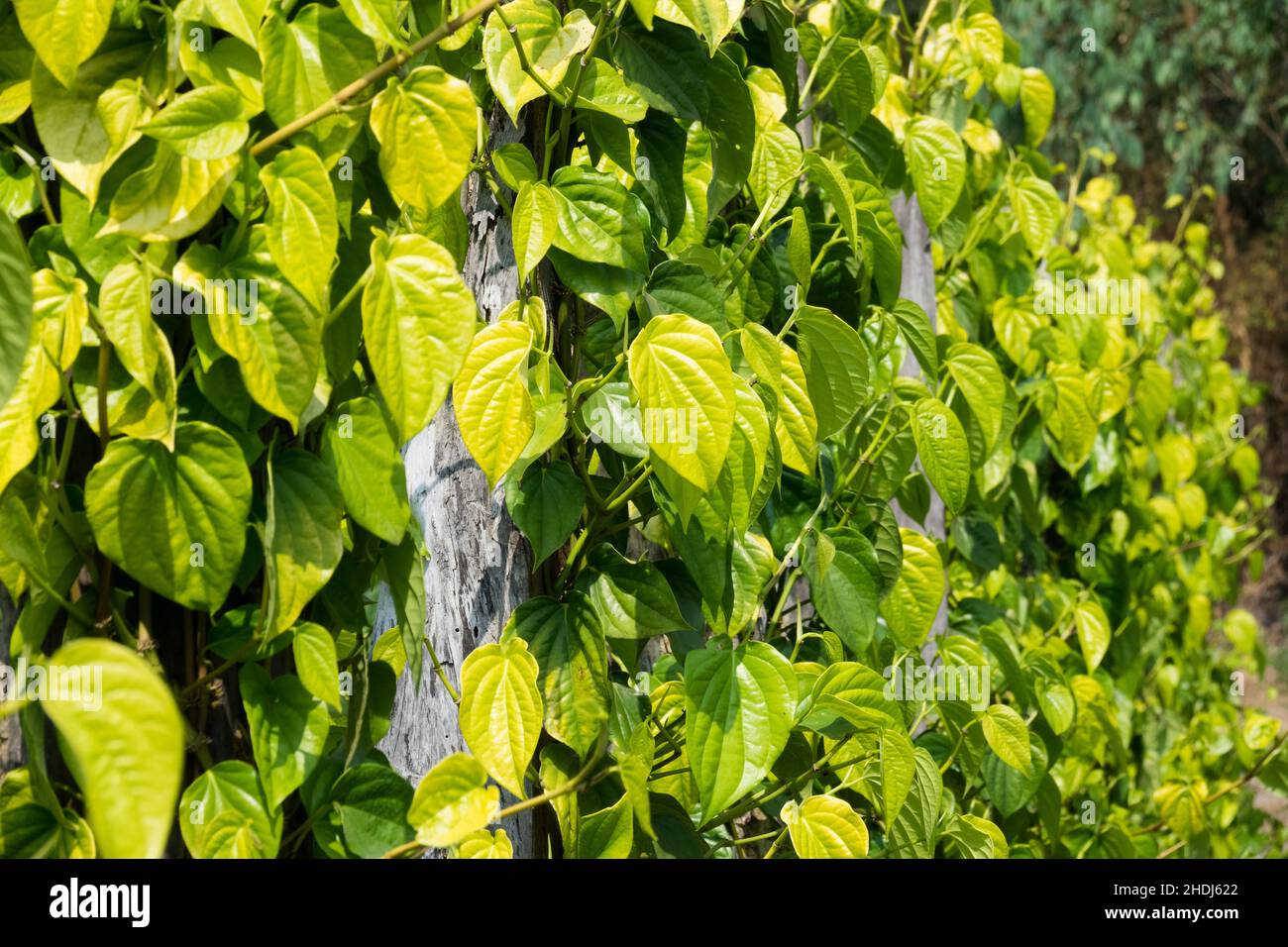 Betel pepper leaf hi-res stock photography and images - Alamy