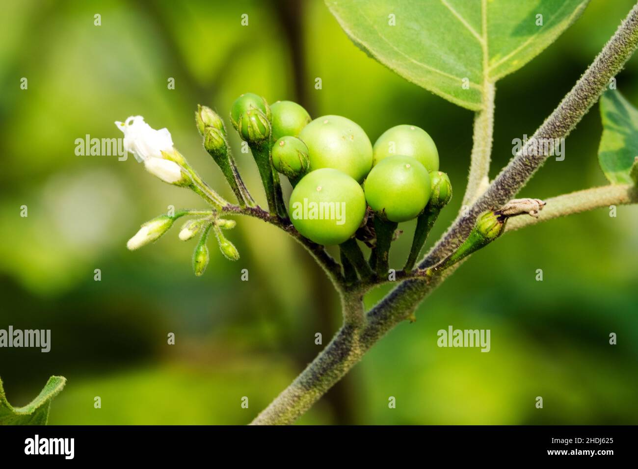 Solanum torvum plant hi-res stock photography and images - Alamy
