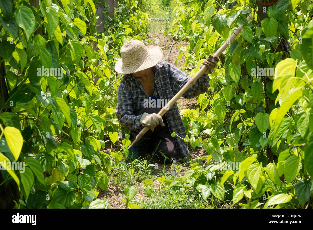 plantation, farmer, Piper betle, plantations, farmers Stock Photo - Alamy