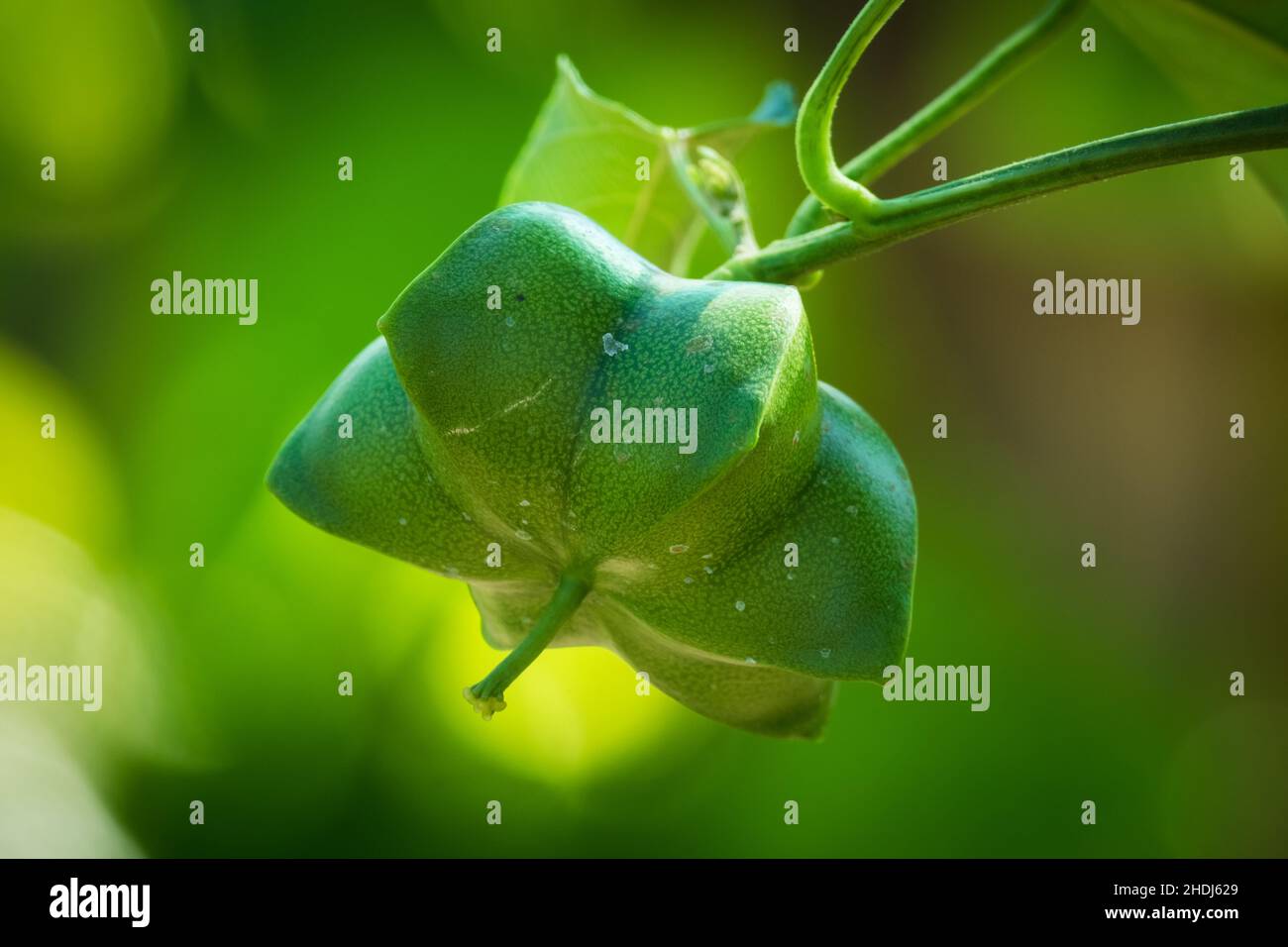 sacha inchi, Inca nut Stock Photo - Alamy