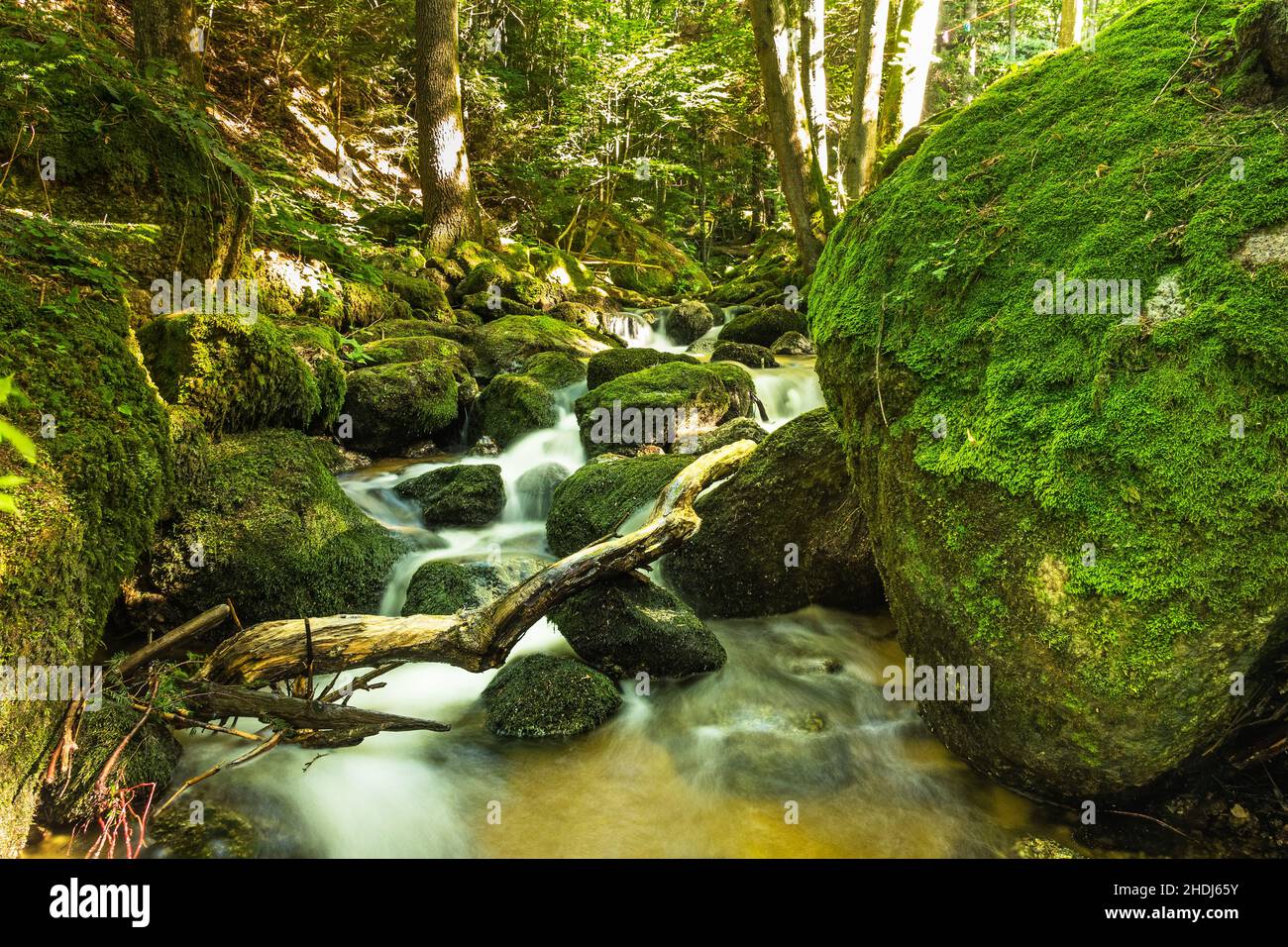 forest, mountain stream, forests, wood, woodland, woods, mountain ...