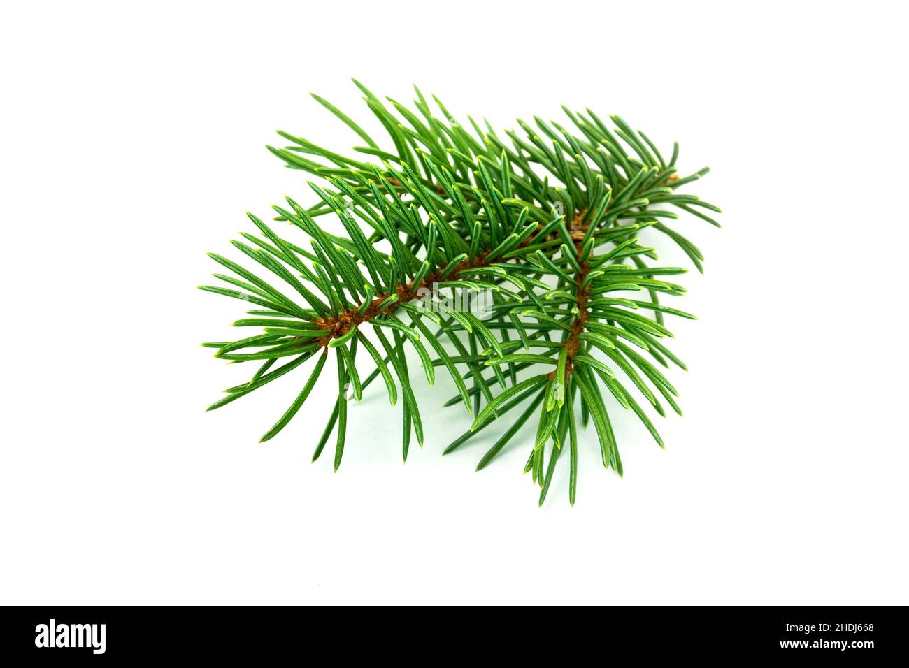fir branch, fir branchs Stock Photo - Alamy