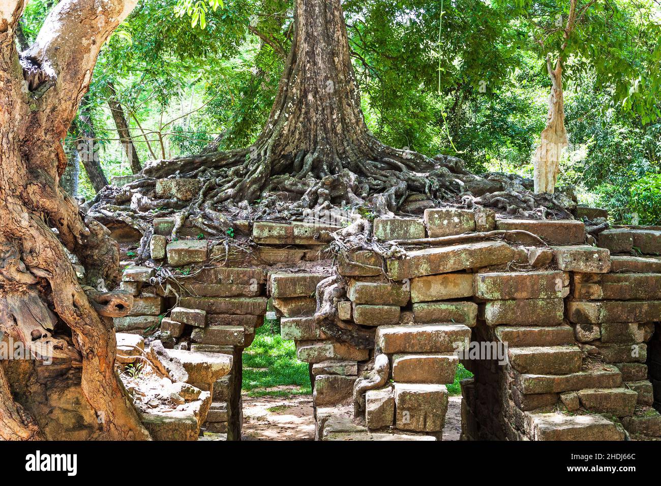 roots, temples, ta prohm, root, temple, ta prohms Stock Photo - Alamy