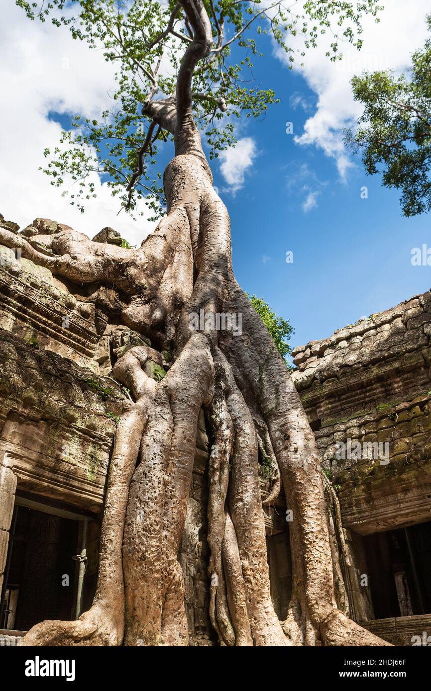 Ta Prohms High Resolution Stock Photography and Images - Alamy