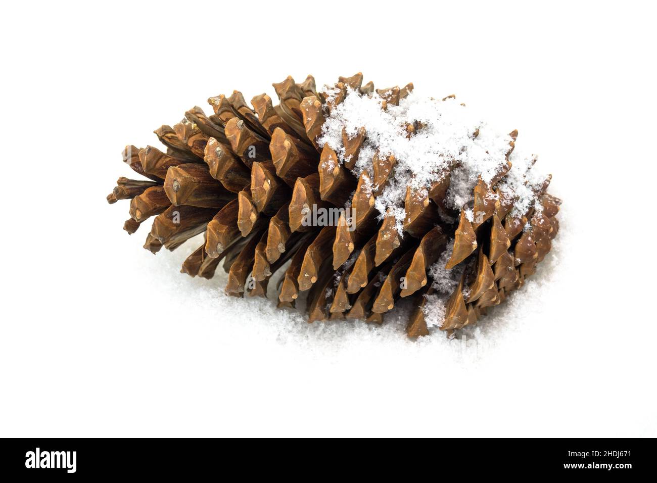 snow, pine cones, snowy, pine cone Stock Photo - Alamy