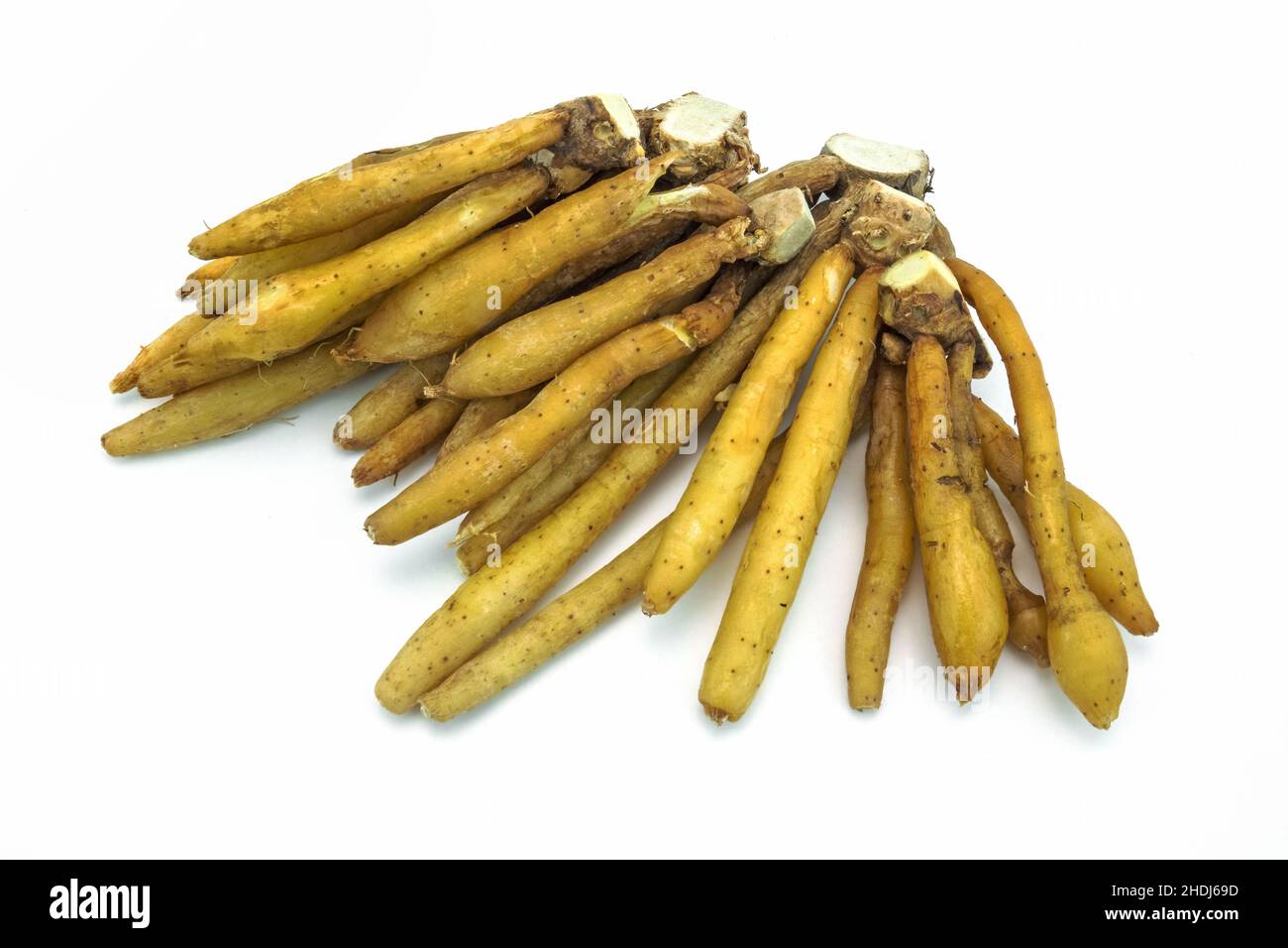 root, therapeutic, ginseng, roots, therapeutics, ginsengs Stock Photo ...