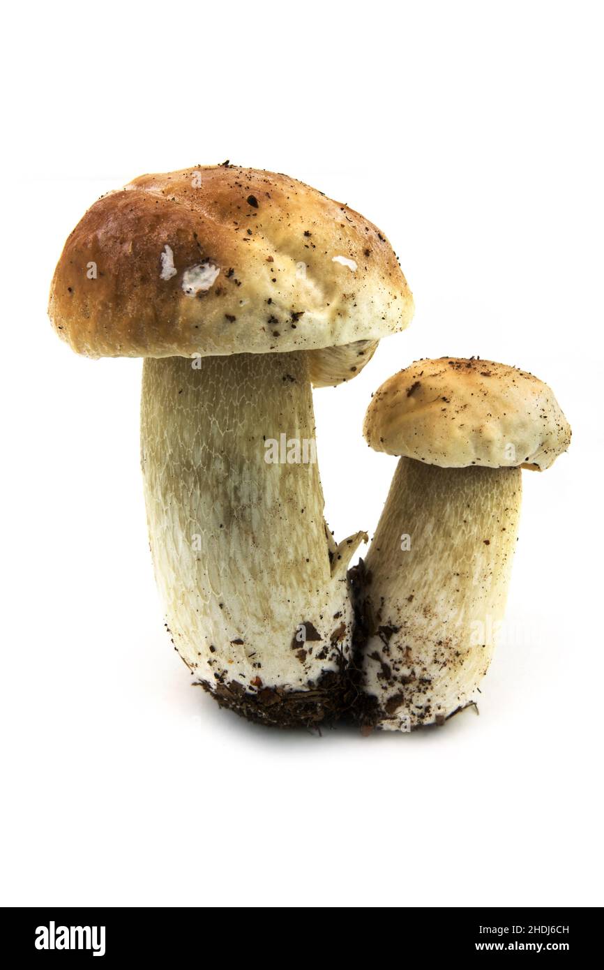 Twin mushrooms Cut Out Stock Images & Pictures - Alamy
