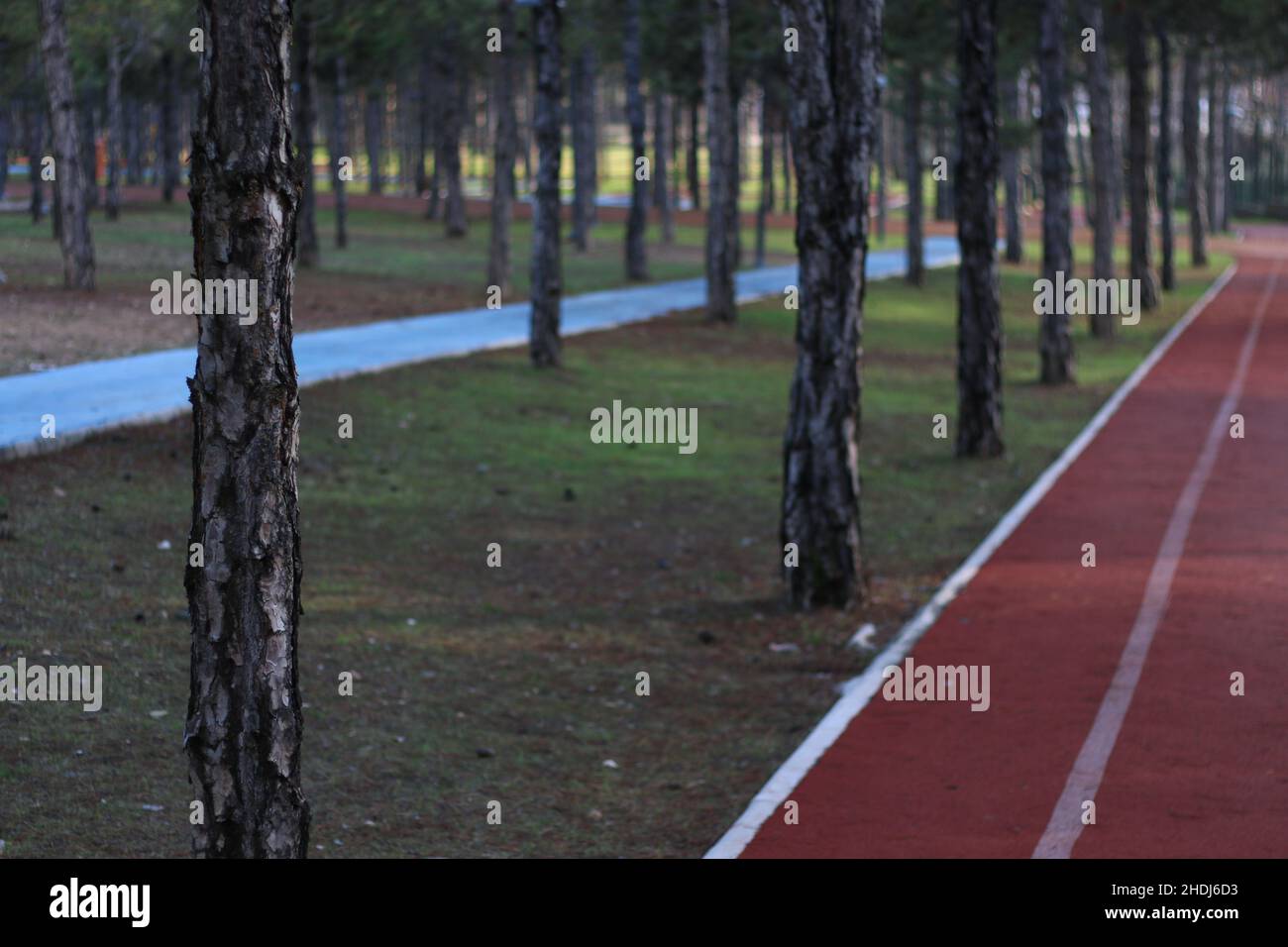 Running track, running track in the forest. Red treadmill and blue ...