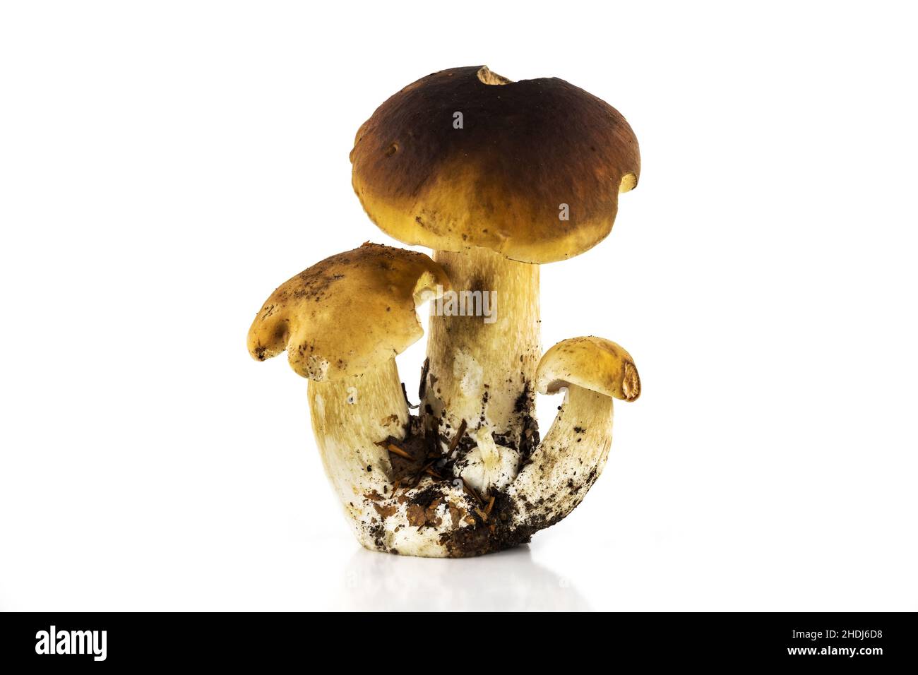 cepe, mushroom, cepes, edible mushroom, mushrooms Stock Photo - Alamy