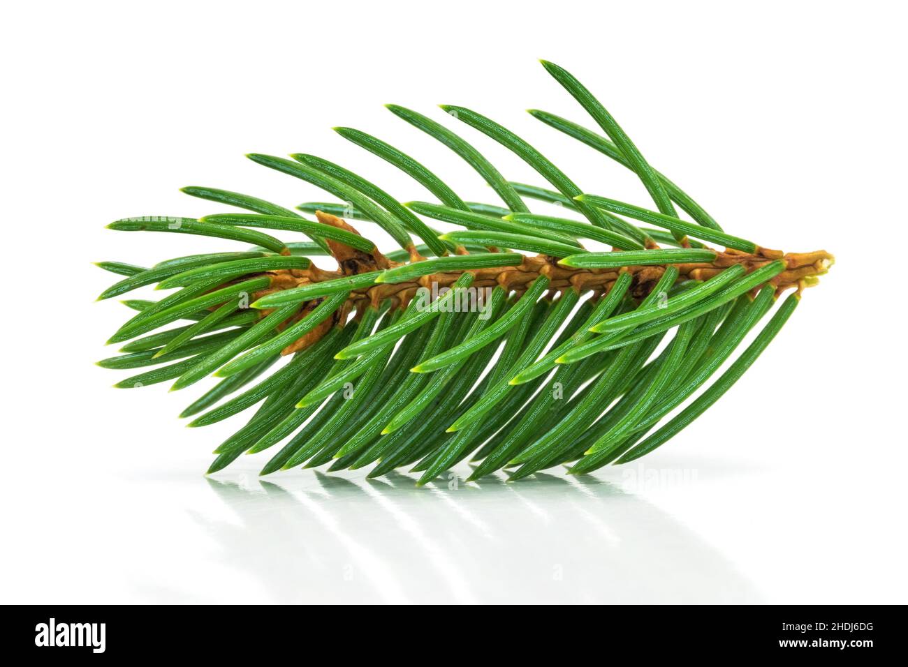 fir branch, fir branchs Stock Photo - Alamy