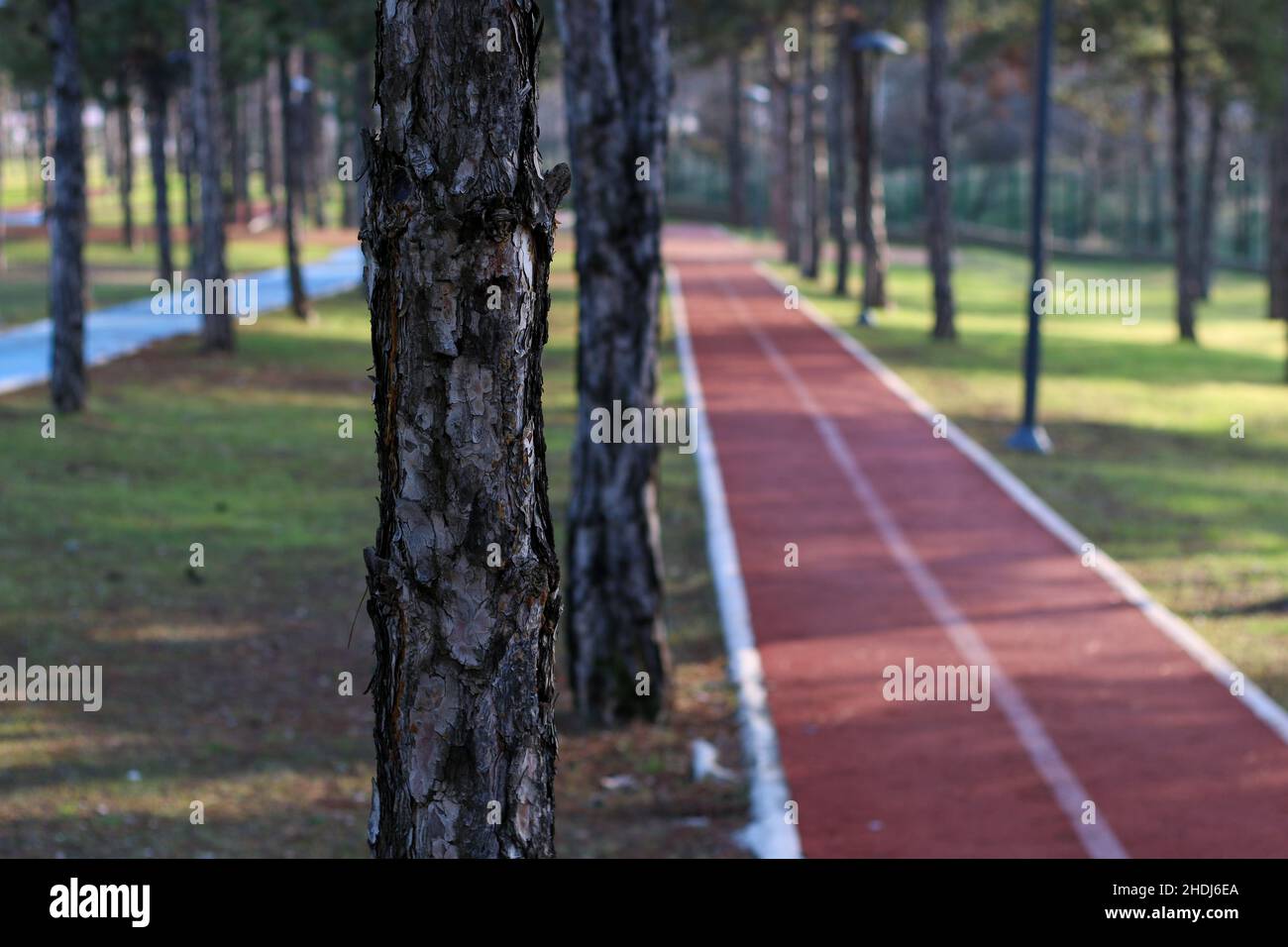 Running track, running track in the forest. Red treadmill and blue ...