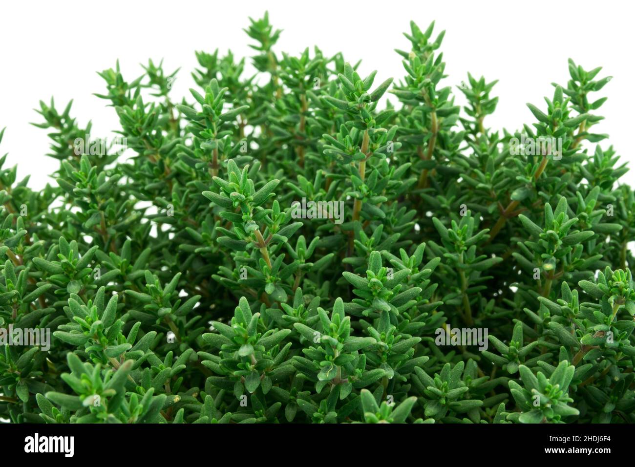 garden thyme, common thyme Stock Photo - Alamy
