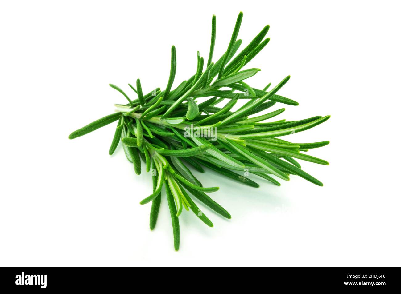 rosemary, rosemary branch, rosemaries, rosemary branchs Stock Photo - Alamy