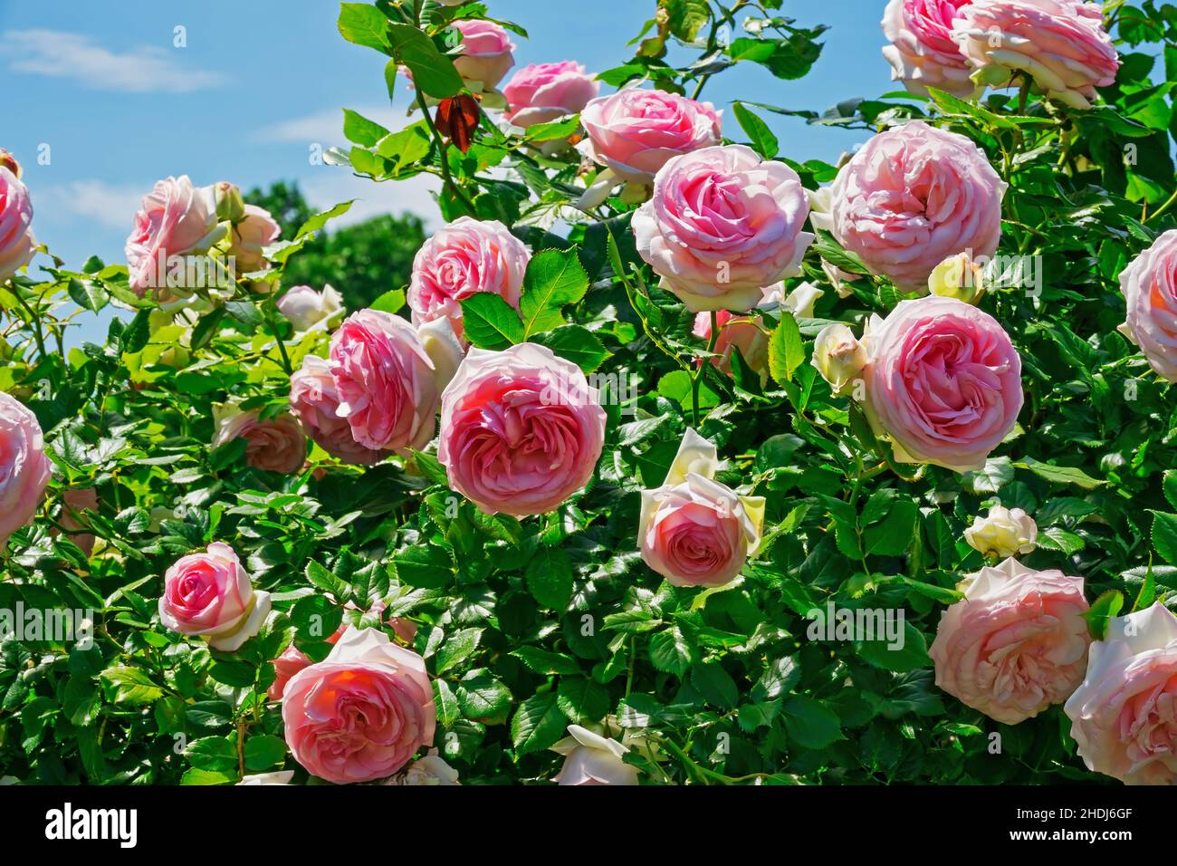 Hybrid tree rose hi-res stock photography and images - Alamy