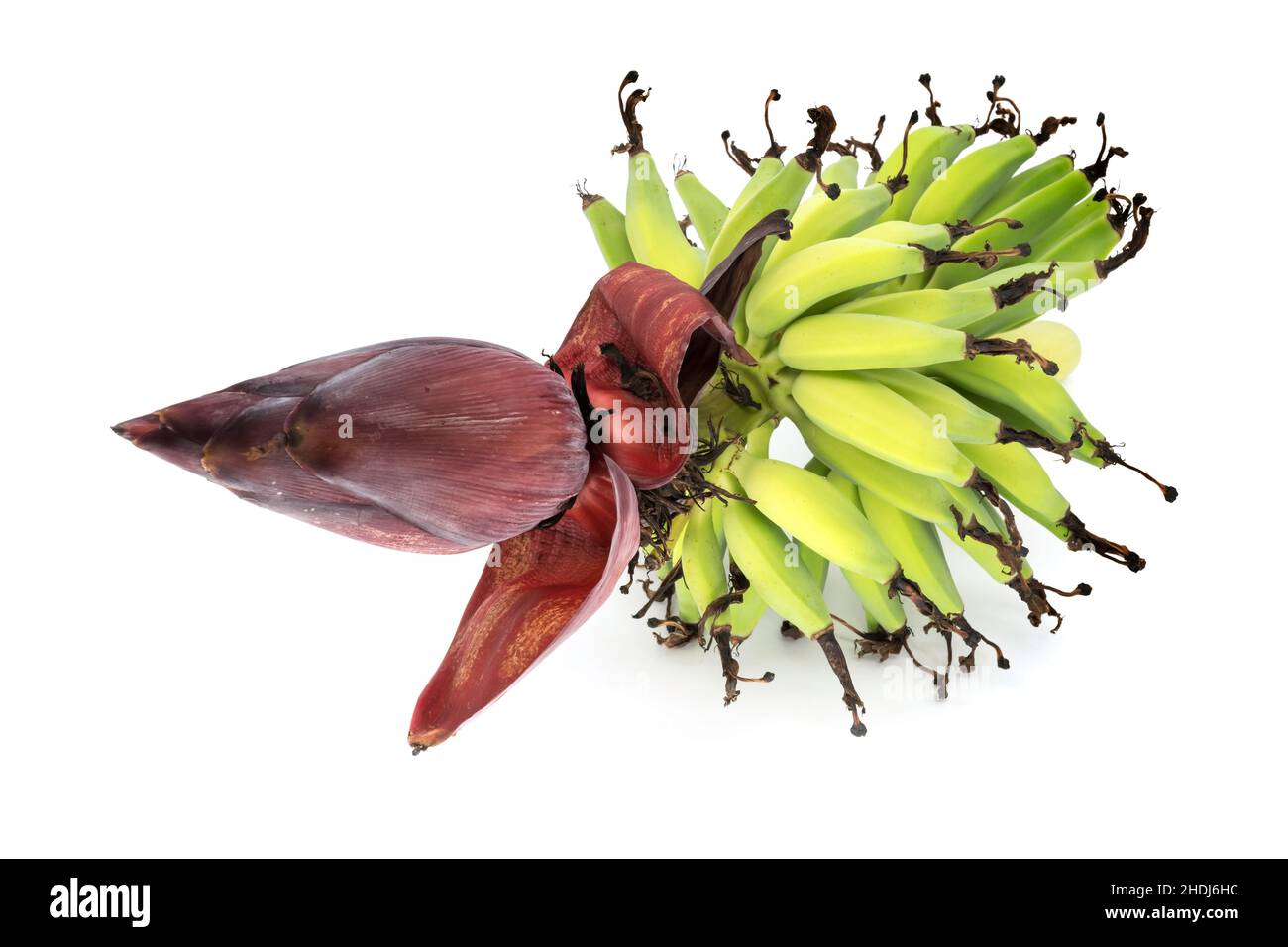 Fruit trees blossom Cut Out Stock Images & Pictures - Alamy