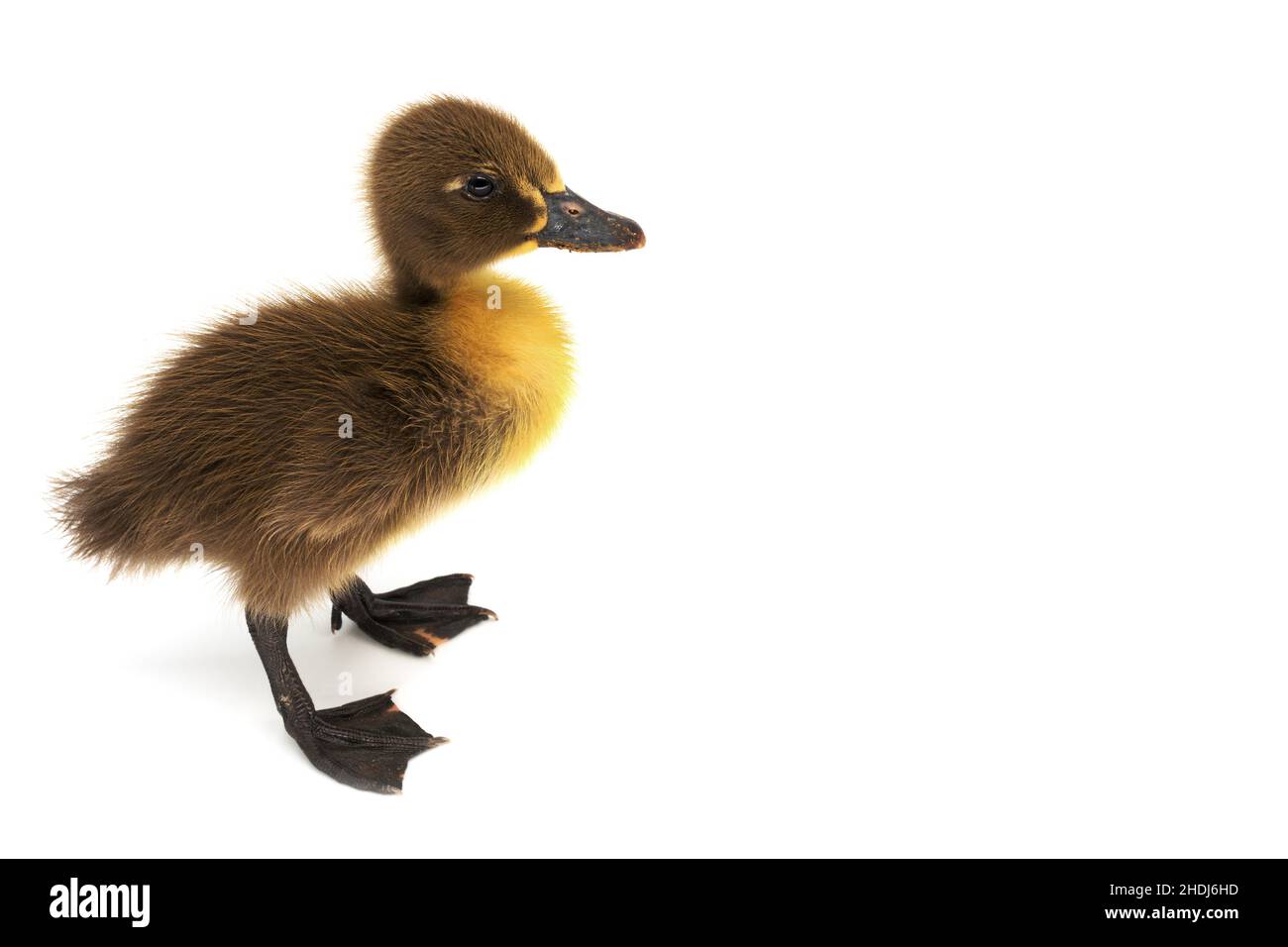 Side on view of duck Cut Out Stock Images & Pictures - Alamy