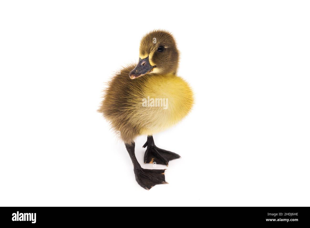 White duckling hi-res stock photography and images - Alamy