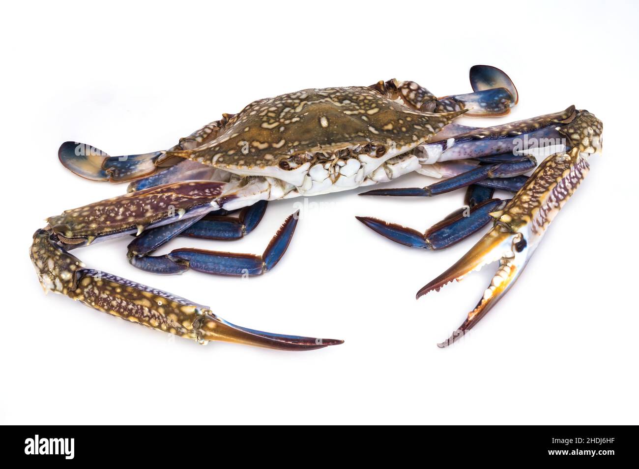 Crab shots hi-res stock photography and images - Alamy