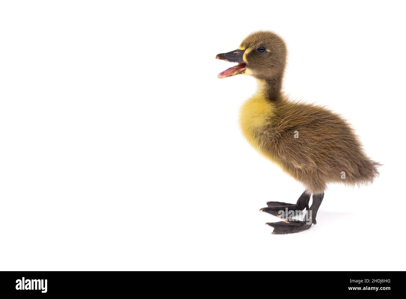 Duckling quacking hi-res stock photography and images - Alamy