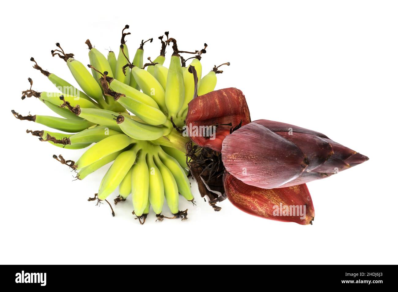 Banana trees Cut Out Stock Images & Pictures - Alamy