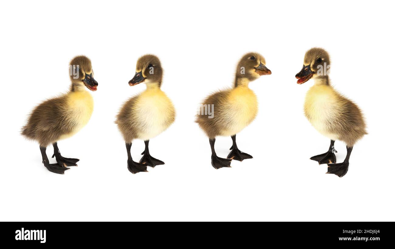 duck, chicks, duckling, ducks, baby chicken, baby duck, chicken baby ...