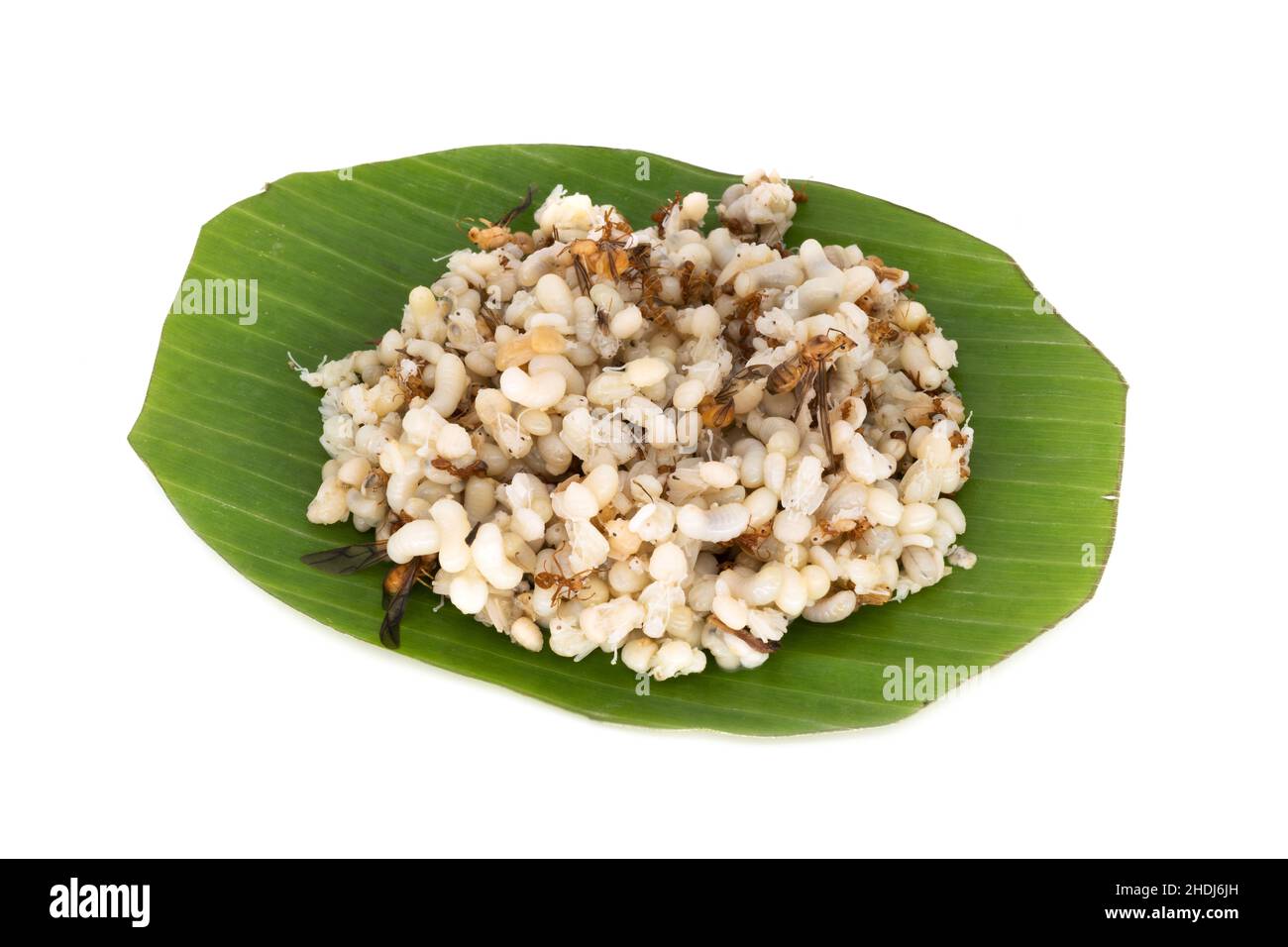 Ant eggs Cut Out Stock Images & Pictures - Alamy