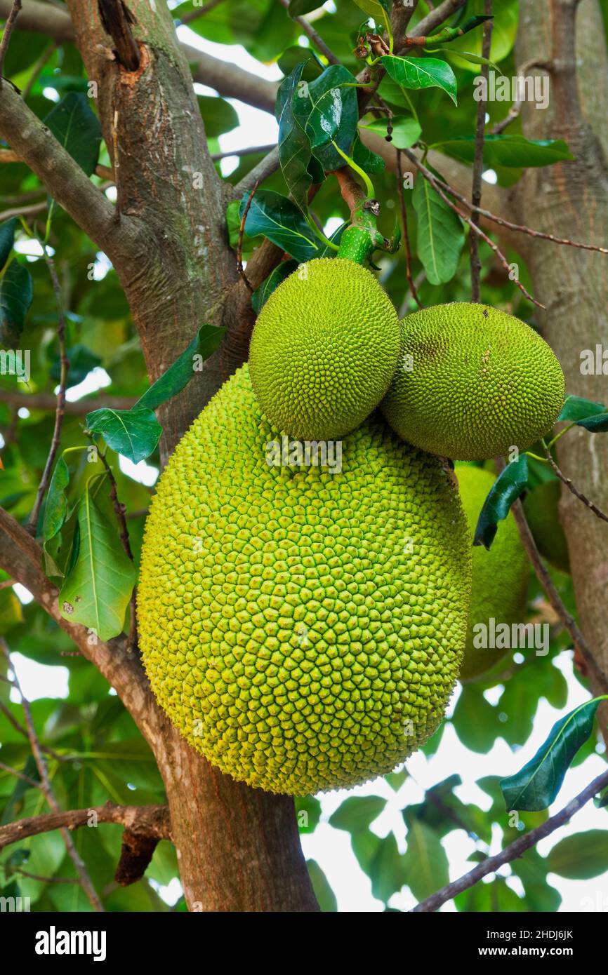 Outside of jackfruit hi-res stock photography and images - Alamy