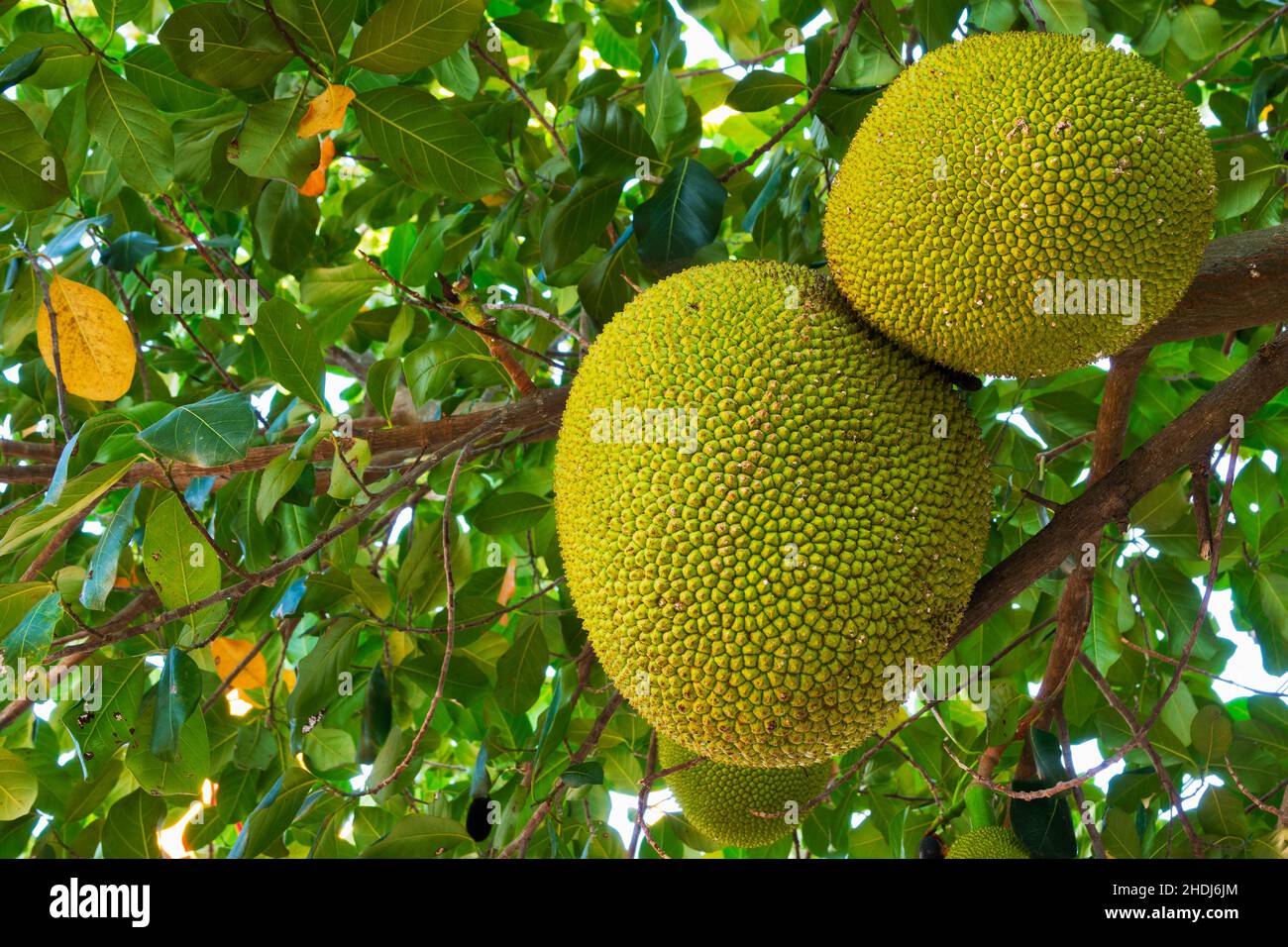 Outside of jackfruit hi-res stock photography and images - Alamy