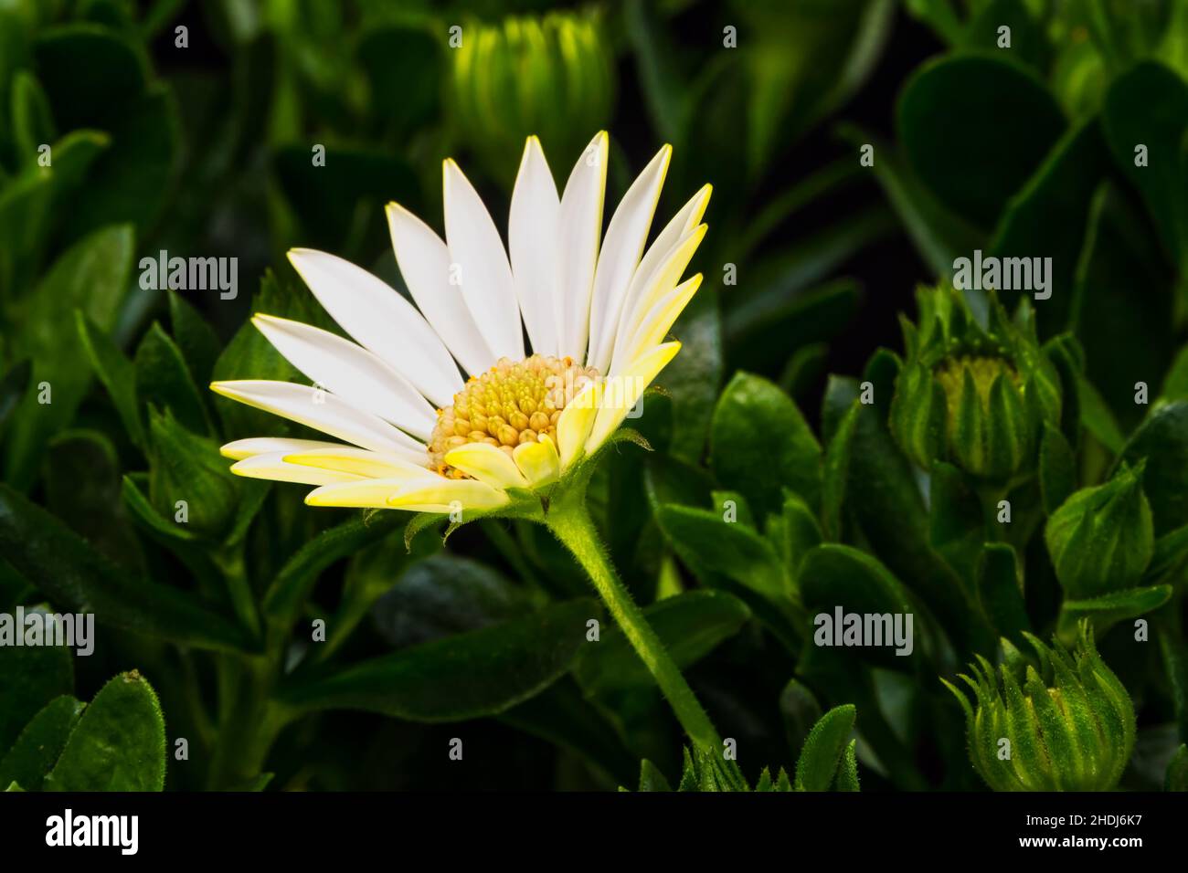Dimorphoteca flower hi-res stock photography and images - Alamy