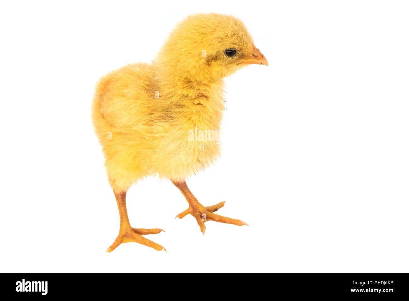 chicks, baby chicken, baby duck, chicken baby, young bird, young birds ...