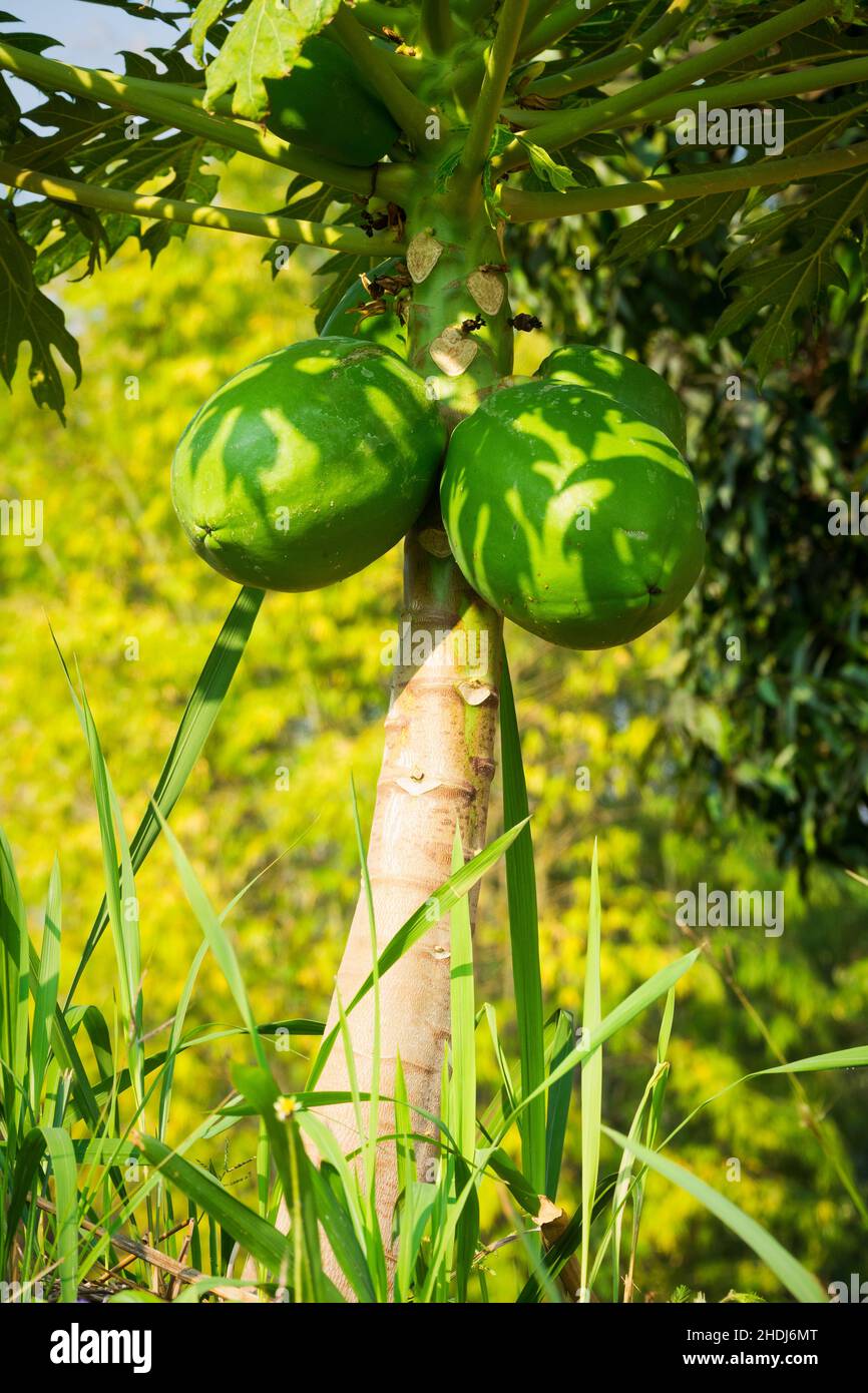 papaya, pawpaw tree, pawpaw trees Stock Photo - Alamy