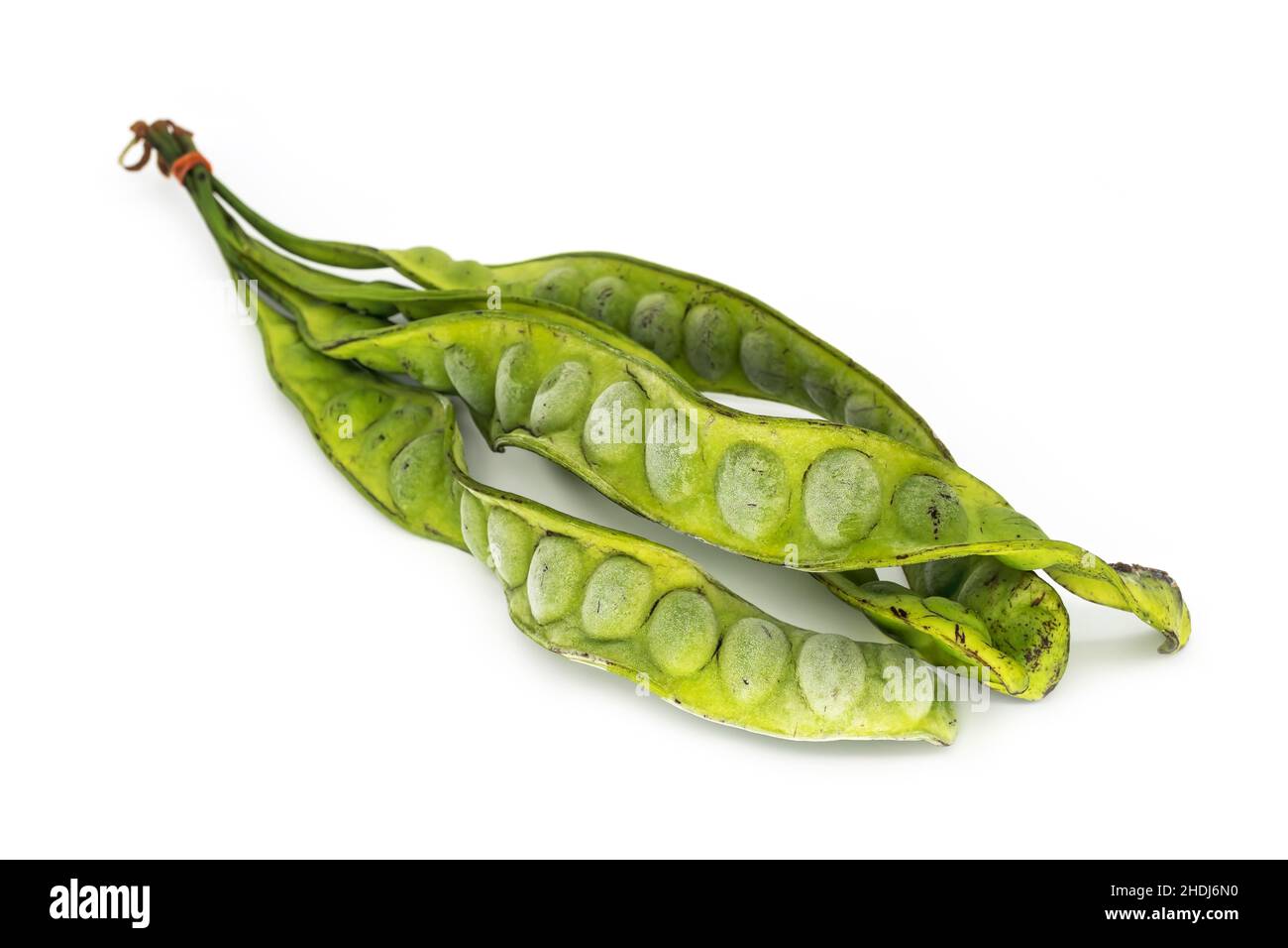 parkia speciosa, stink bean Stock Photo - Alamy