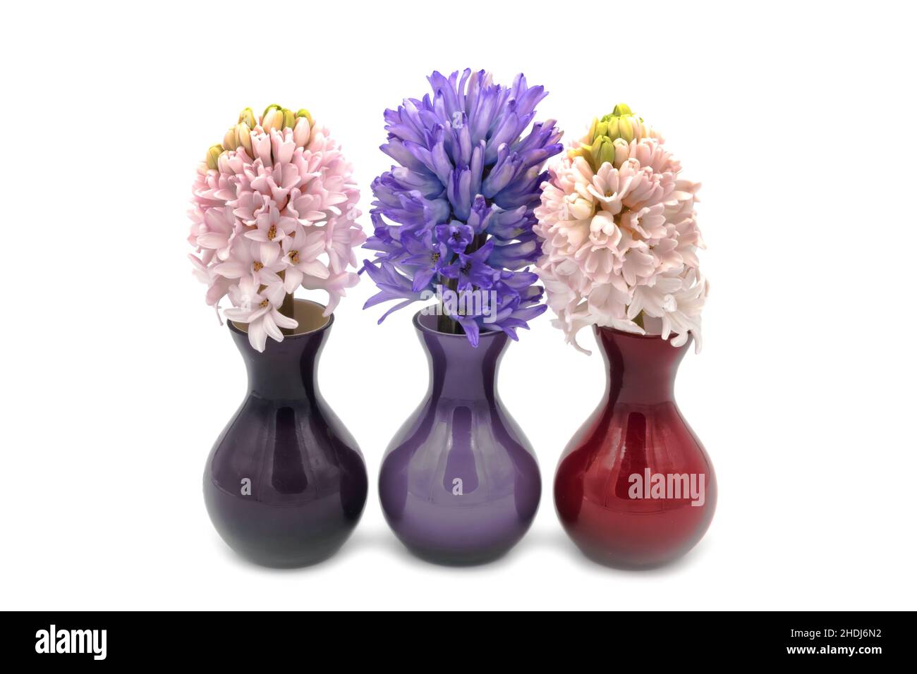 Vase hyacinth flowers on Cut Out Stock Images & Pictures - Alamy