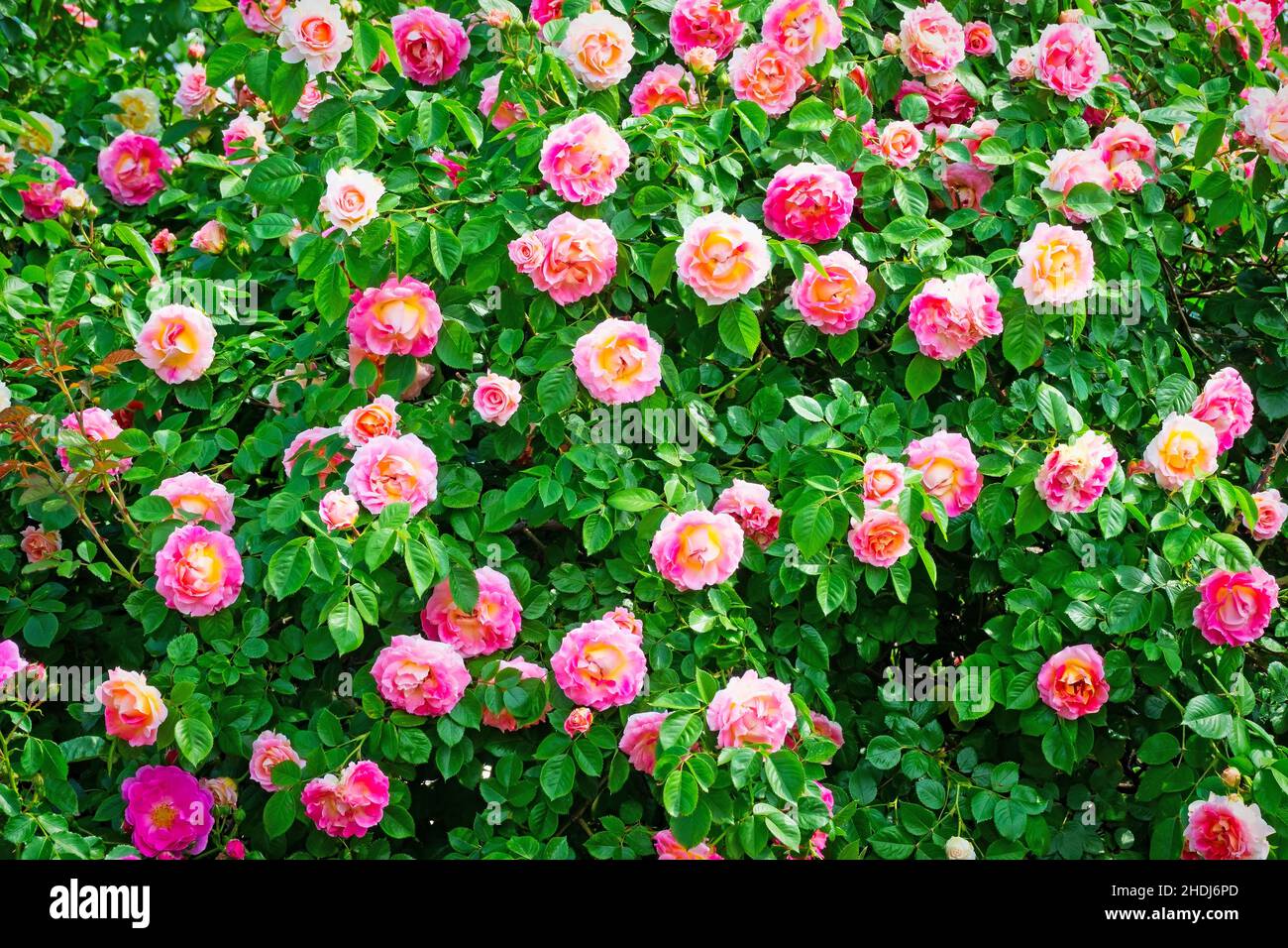 Floribundas roses hi-res stock photography and images - Alamy