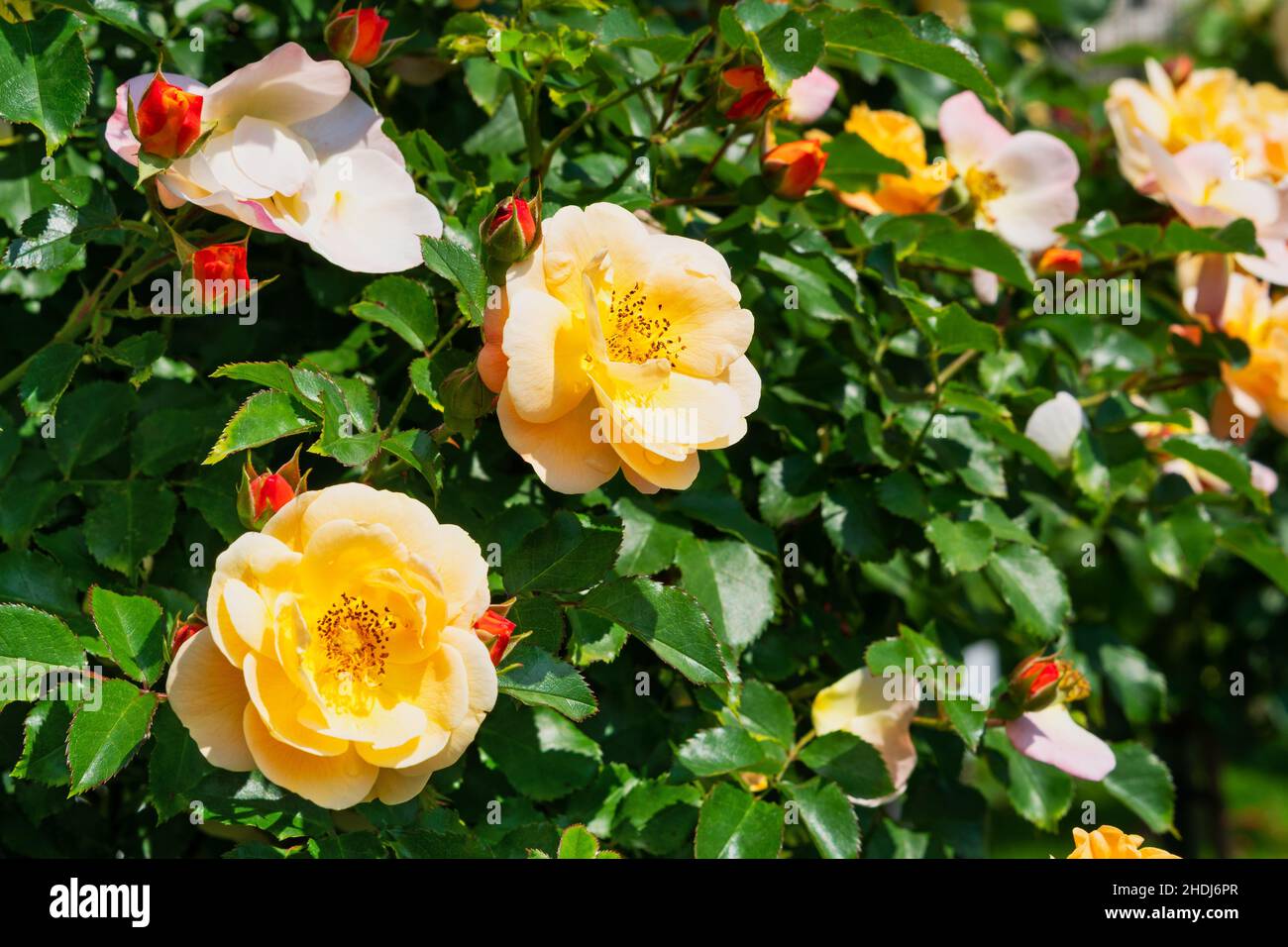 Floribundas hi-res stock photography and images - Alamy