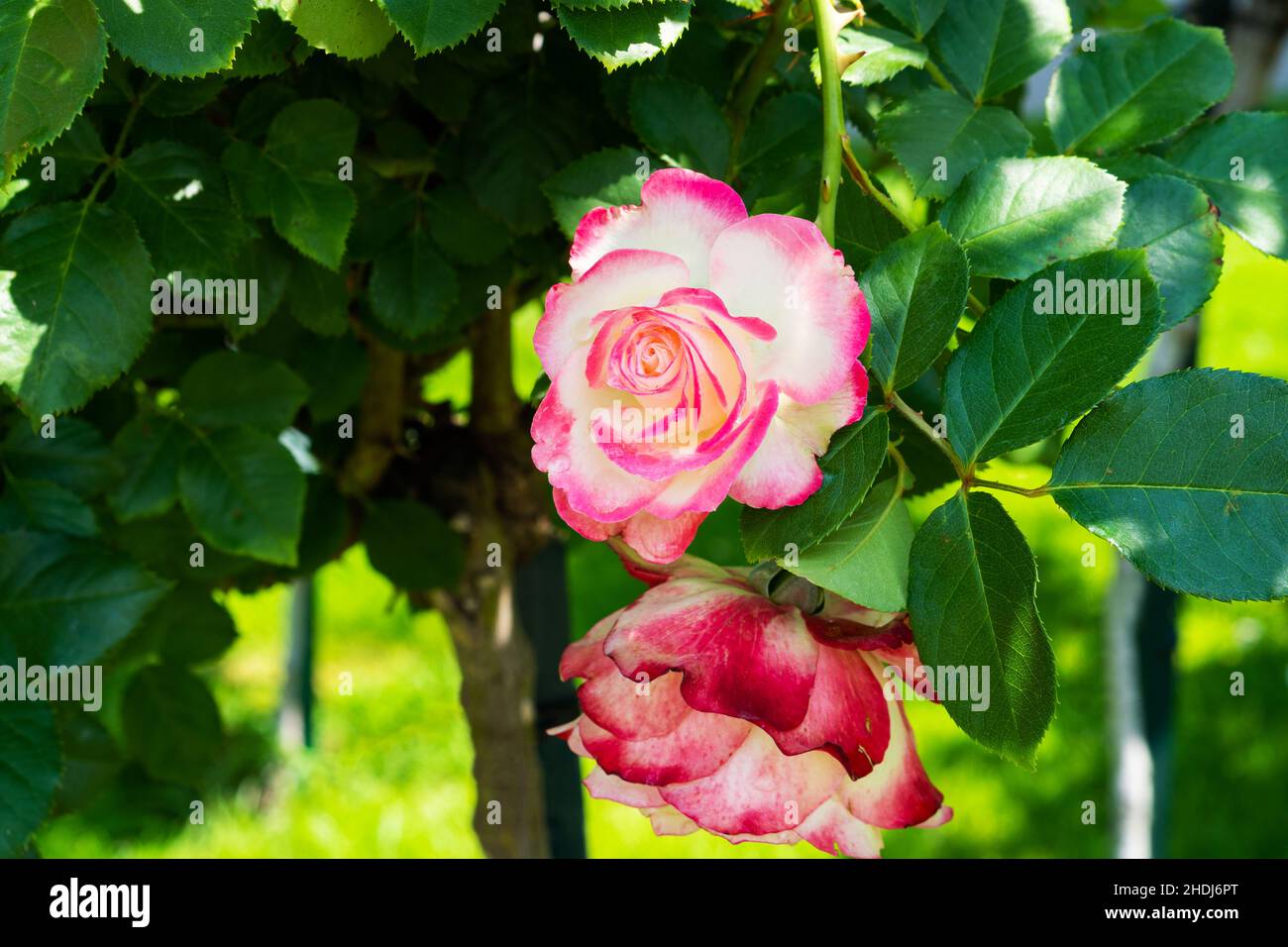 Floribundas hi-res stock photography and images - Alamy