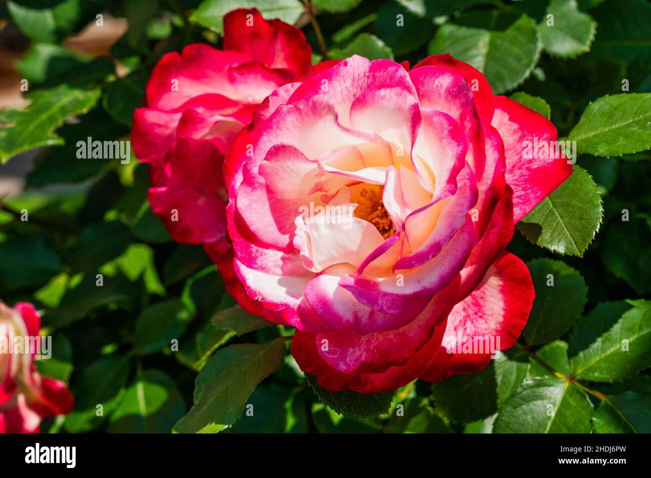 Floribundas hi-res stock photography and images - Alamy