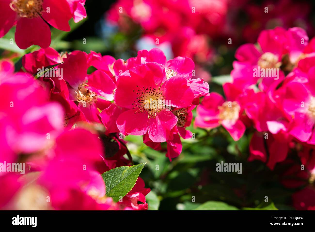 rose shrub, rose shrubs Stock Photo - Alamy