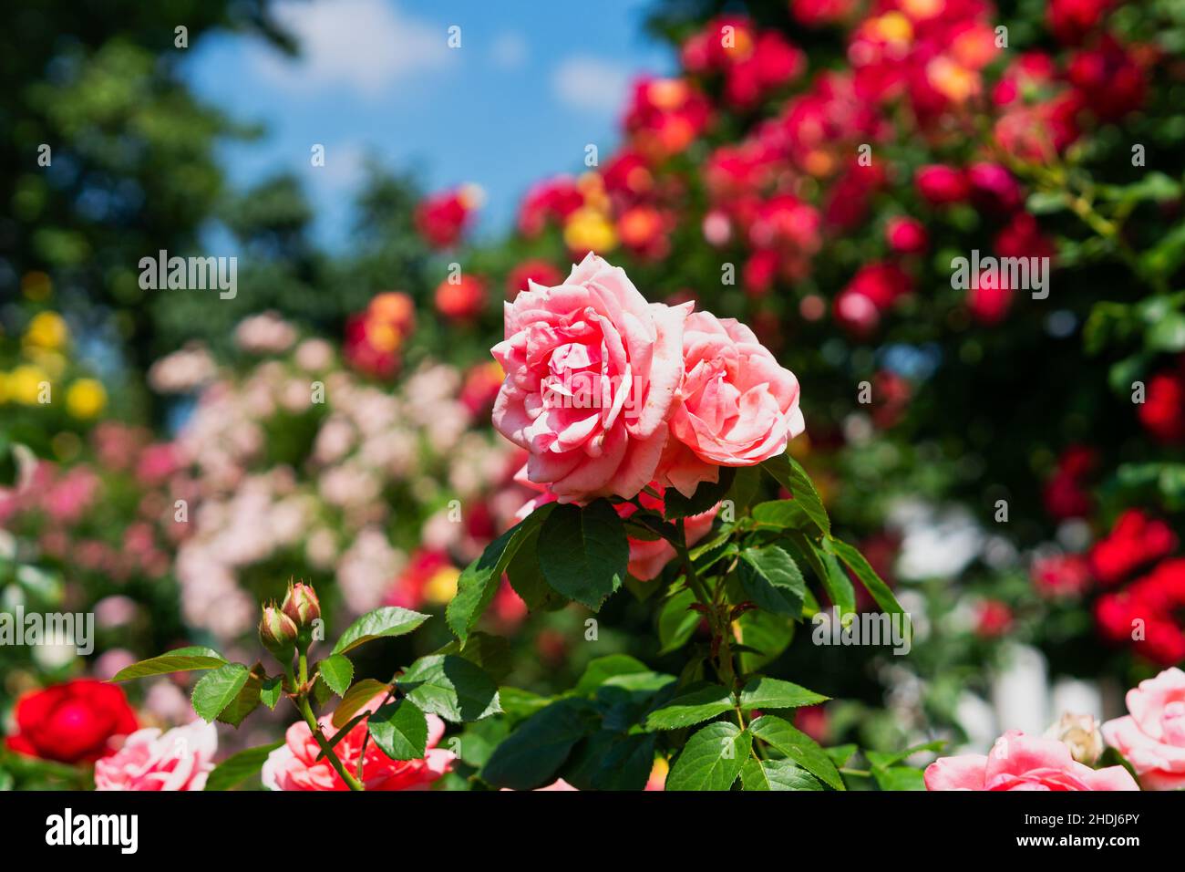 Floribundas roses hi-res stock photography and images - Alamy
