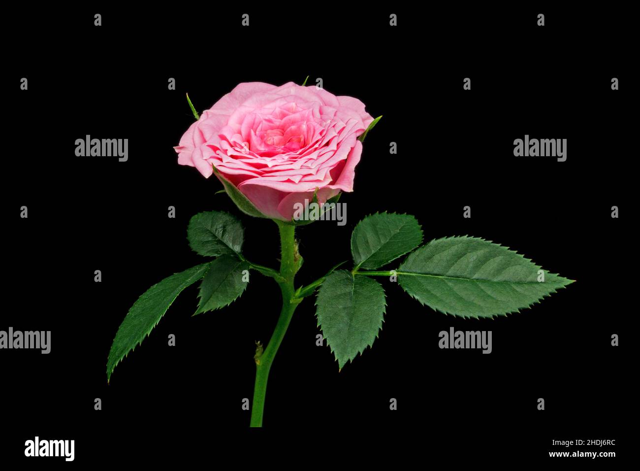 Cut pink rose hi-res stock photography and images - Alamy