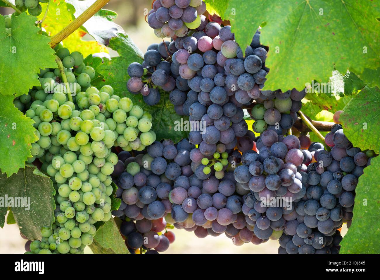 grape, degree of maturity, grapes Stock Photo - Alamy