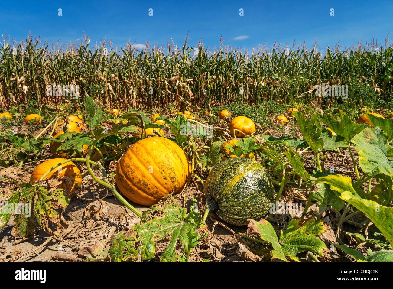 Pumpkin fields families hi-res stock photography and images - Alamy